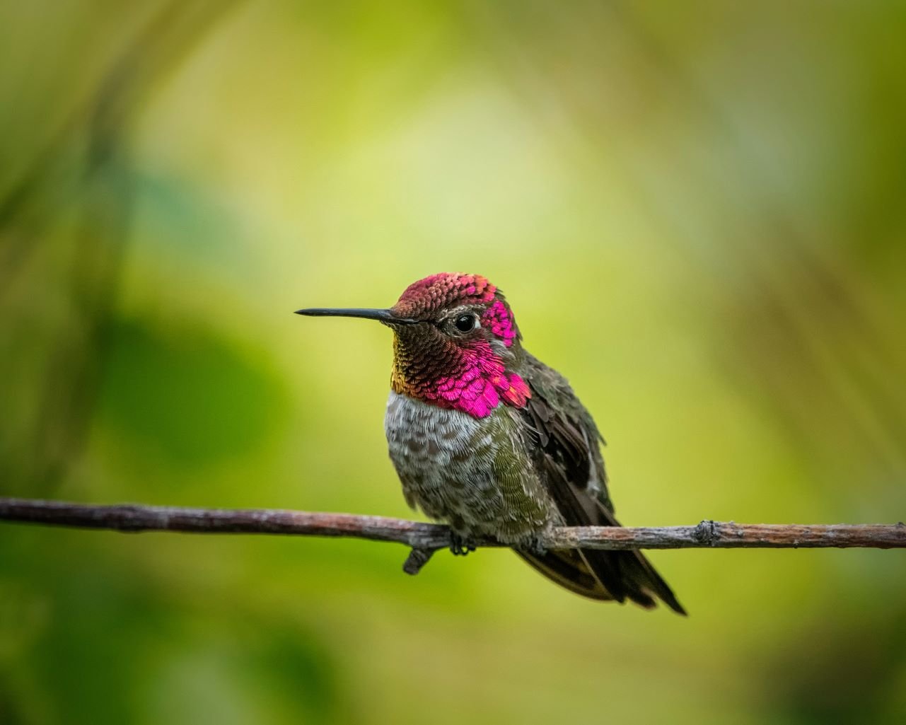 Hummingbirds: The World’s Smallest and Most Amazing Birds - Wild Bloo