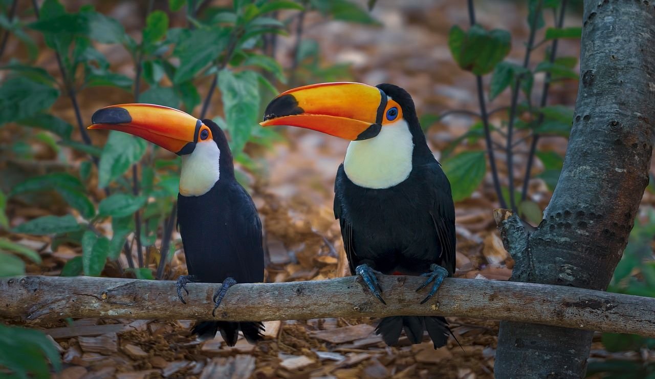 The Fascinating World of Toucans: From Interesting Facts to Funny Antics