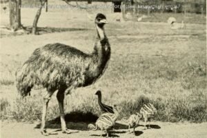 Exploring the Emu: Australia's Iconic Flightless Bird - Wild Bloo