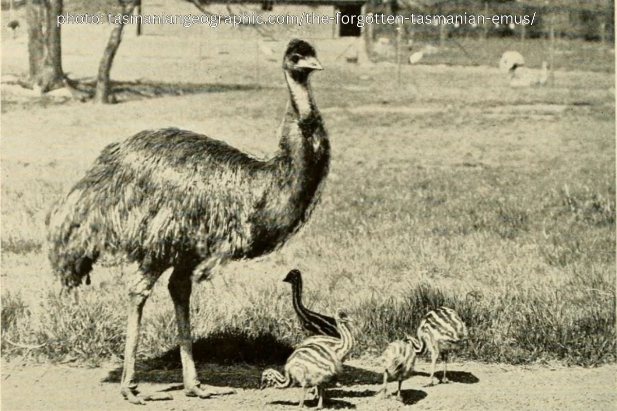 Exploring the Emu: Australia's Iconic Flightless Bird - Wild Bloo