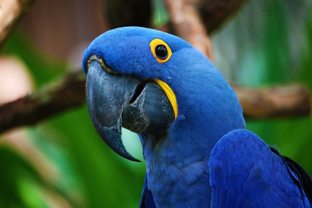 20 Fascinating Blue Birds from Around the World - Wild Bloo