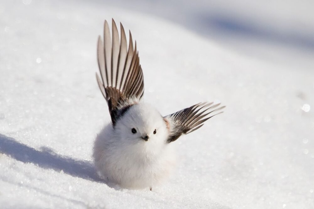 Shima-enaga: Hokkaido's Enchanting Snow Fairy – An In-Depth Look at ...