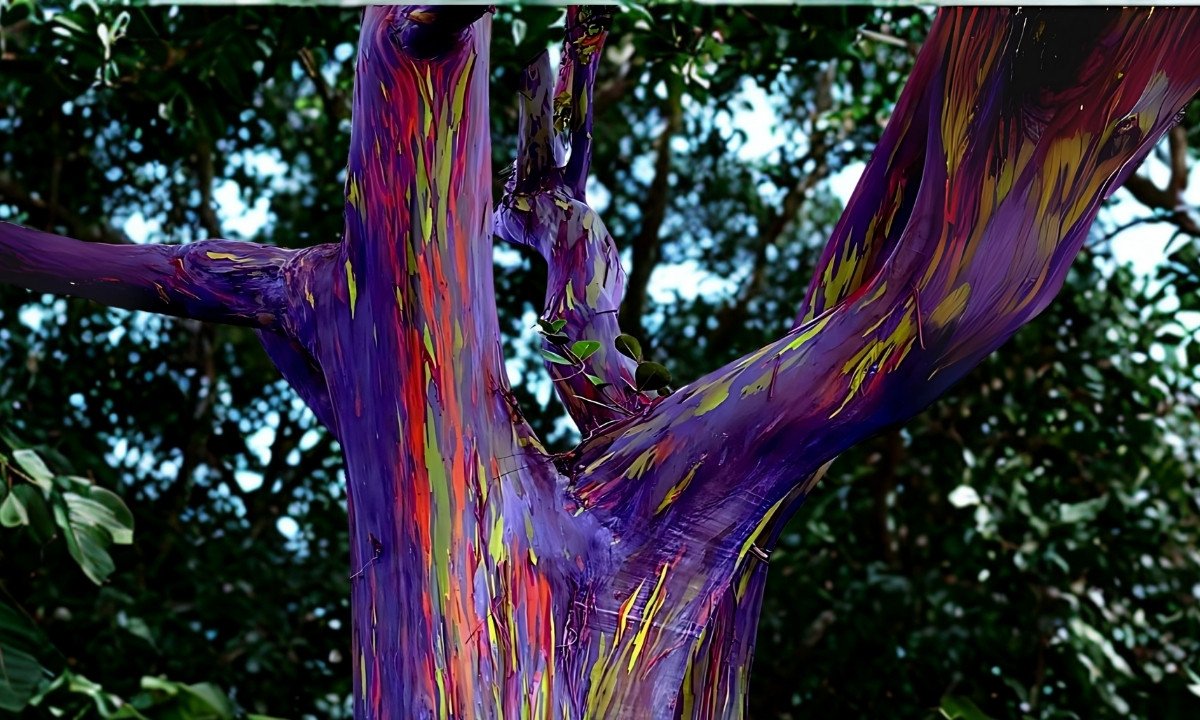 What Is a Rainbow Eucalyptus & Why Is Its Bark Colorful? - Wild Bloo